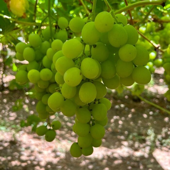 The Vanguard International Group — South Africa Grape Update