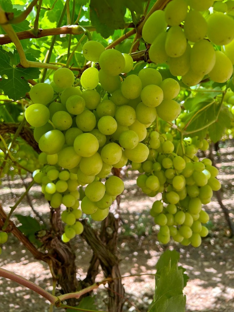The Vanguard International Group — South Africa Grape Update